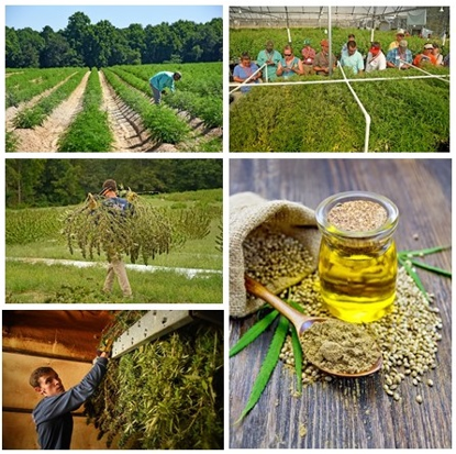 November 20 — The North Carolina Industrial Hemp Pilot Program — AgBio + AgTech